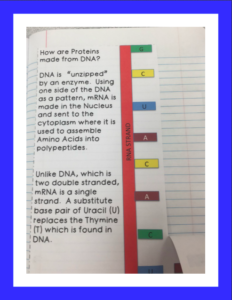 Genetics Interactive Notebook - The STEM Center